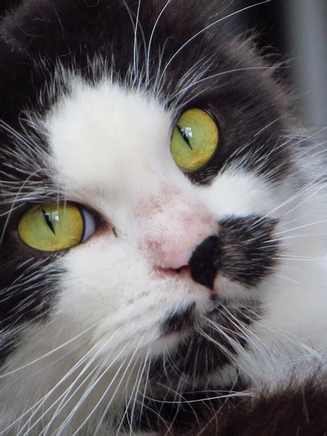 Premium Photo A Black And White Cat With A Pink Nose And Green Eyes