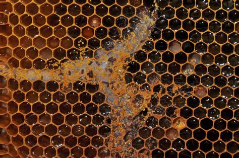 La Lotta Alla Tarma Della Cera Con Lacido Acetico Non è Più Consentita Apicolturach Il