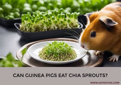 Can Guinea Pigs Eat Chia Sprouts A Comprehensive Guide