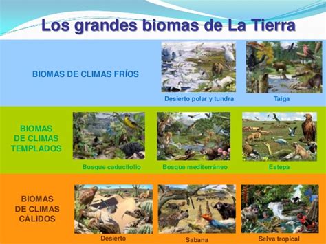 Cuadro Comparativo Tipos De Biomas Tipo De Bioma Distribucion Y Images