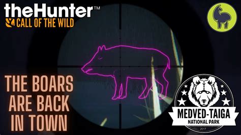 The Boars Are Back In Town Medved Taiga Thehunter Call Of The Wild