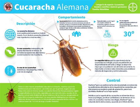 Por qué salen cucarachas chiquitas en casa 10 consejos de expertos