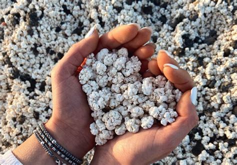 Popcorn Beach dónde está la playa cubierta de palomitas que se ha
