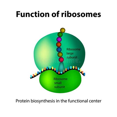 Interactie Van Een Ribosoom Met MRNA Het Ribosomenwerk Om PR Te Maken