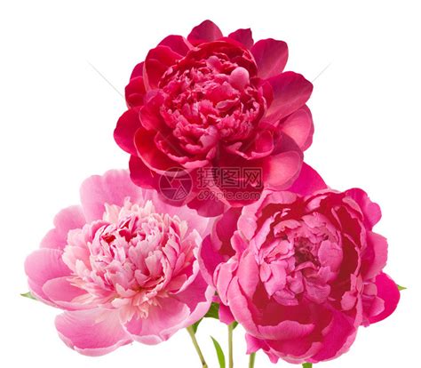 白色背景上孤立的花高清图片下载 正版图片504910015 摄图网