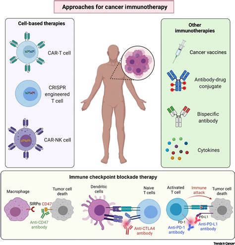 Transcriptional Determinants Of Cancer Immunotherapy Response And