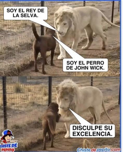 Top 80 Imagen Memes De Leones Abzlocal Mx