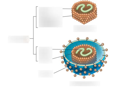 Components Of A Virus Diagram Quizlet