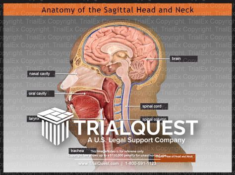 Anatomy Of The Sagittal Head And Neck Trial Exhibits Inc
