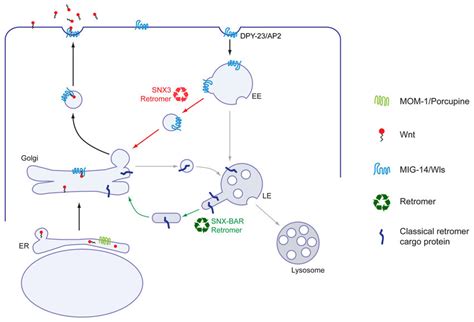 The Wnt Secretion Pathway Wnt Is Lipid Modified In The ER Most Likely
