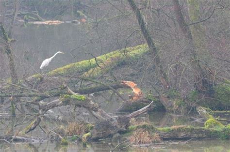 D Tail De L Observation Faune Alsace Org