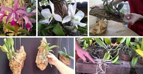 Introducir 76 Imagen Cultivo De Orquideas En Troncos Viaterra Mx