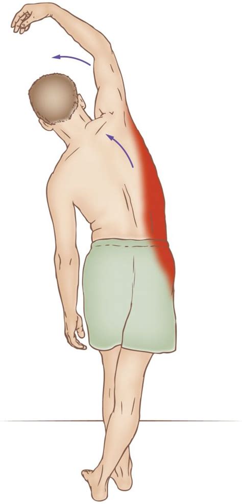 Quadratus Lumborum Muscle Stretch Hot Sex Picture