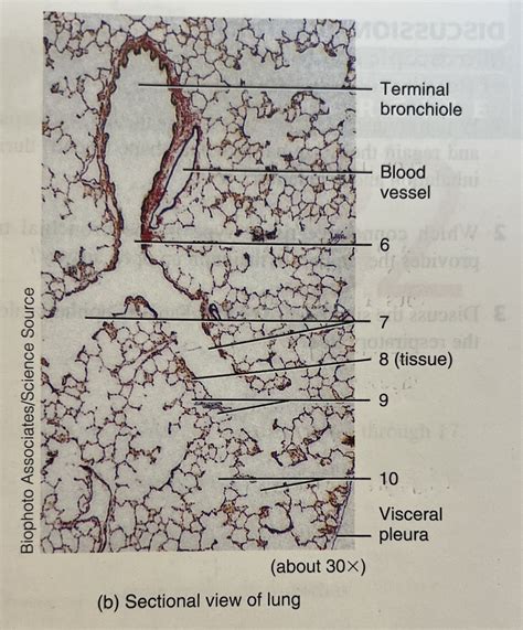 Lung Histology Diagram Quizlet