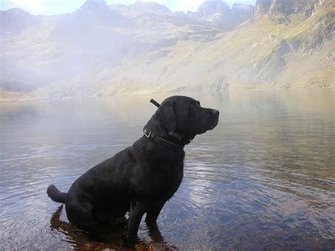 Jeudi 26 août journée mondiale du chien Petite République