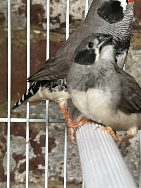 Zebra Finch Black Cheek Zebra Finch Mutations Featherland Bird Cage