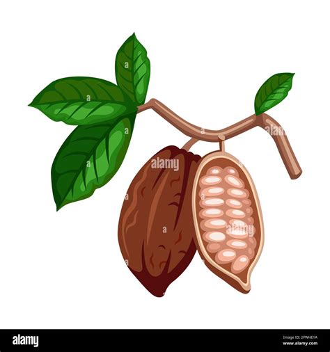 Chocolate Cocoa Bean On Branch With Leaves Cartoon Illustration Cacao
