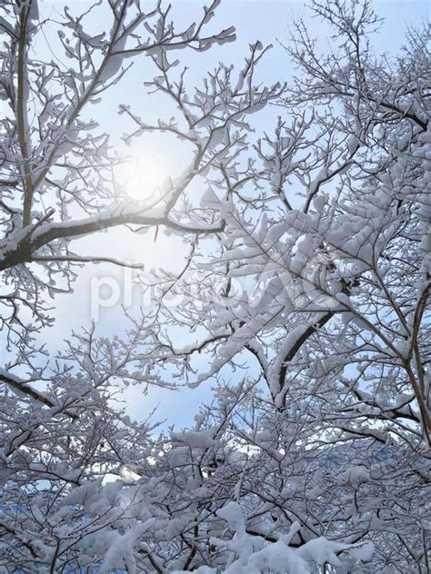 枝に積もる雪 4 No 28763951写真素材なら写真AC無料フリーダウンロードOK
