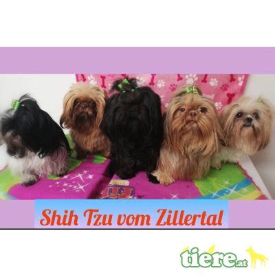 Welpe Shih Tzu Welpen Rüde auf Tiere at