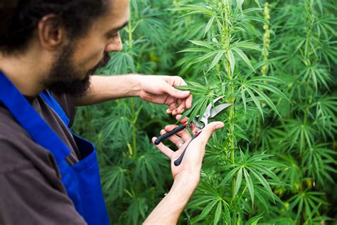 Muda De Cannabis Saiba Como Cuidar Seus Tipos E Muito Mais
