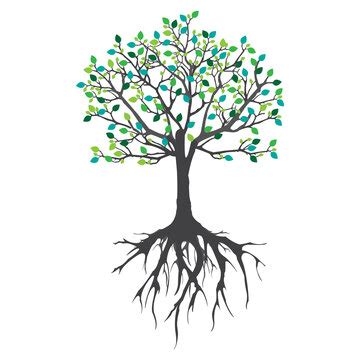 Plant Root Clip Art
