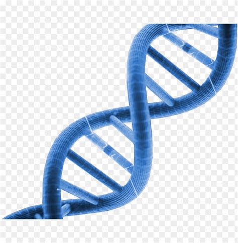 Dna Clipart Clipart Transparent Background Dna PNG Transparent With