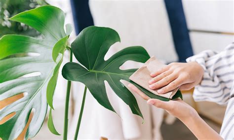 La Mejor Forma De Limpiar Las Hojas De Las Plantas