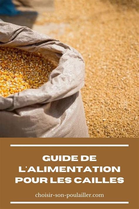 Que Mangent Les Cailles Le Guide Ultime De Lalimentation Quail