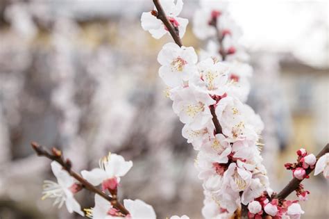 Sakura O Flor De Cerezo O Cereza Japonesa Foto Premium