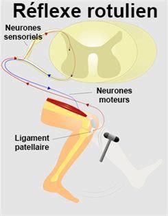 PDF Les nerfs sont formés d axones de neurones moteur et de neurones