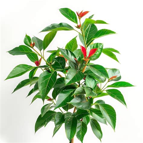 Una Planta Con Flores Rojas Y Hojas Verdes Foto Premium