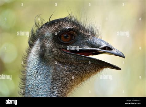 Cabeza de la UEM bird Dromaius novaehollandiae el segundo más grande