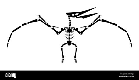 Pteranodon Skeleton Silhouette Flying Dinosaurs Front View Vector
