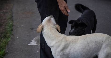 Brutal registro muestra como una jauría de perros callejeros ataca y