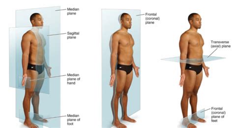Anatomy Lec Wk Flashcards Quizlet