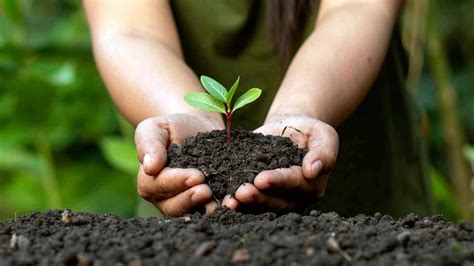 100 Acciones Para Cuidar El Medio Ambiente VidaVerde