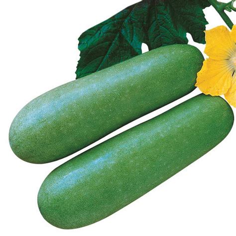Semence de courge précoce Jade F1 eastwestseed hybride