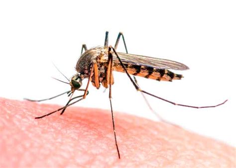Por éstas razones te pican los mosquitos según la ciencia TN8 tv