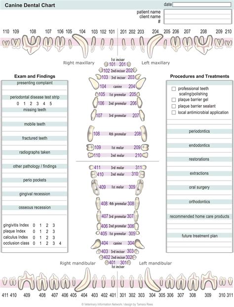 Free Printable Tooth Chart Templates Dental Chart Teeth Numbers PDF