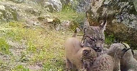 Lince Ibérico Lynx pardinus S O S Se sentará en el banquillo por