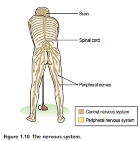 Clinical A P Of The Central Nervous System Flashcards Quizlet