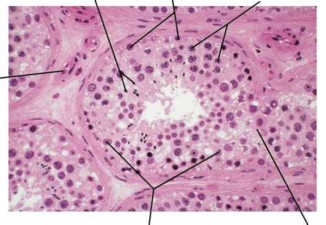 Testis Histology Diagram Quizlet