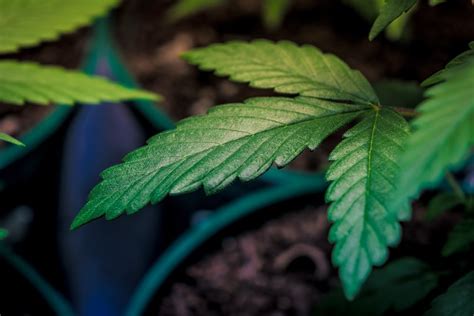 Medizinisches Cannabis aus europäischer Perspektive Internationale