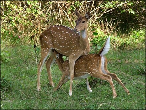 Axis Deer Chital Deer Or Spotted Deer Chitrol Horin One Of The