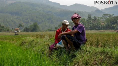 Kemarau Panjang Di Kota Hujan Gagal Panen Petani Terpaksa Nganggur