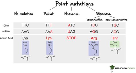 Why Is Frameshift Mutation More Damaging Than A Substitution