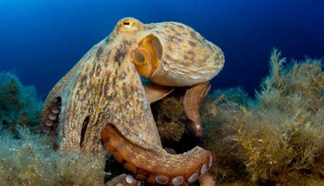 Welttag des Oktopus Großer Kopf viel Grips und acht Arme Forschung