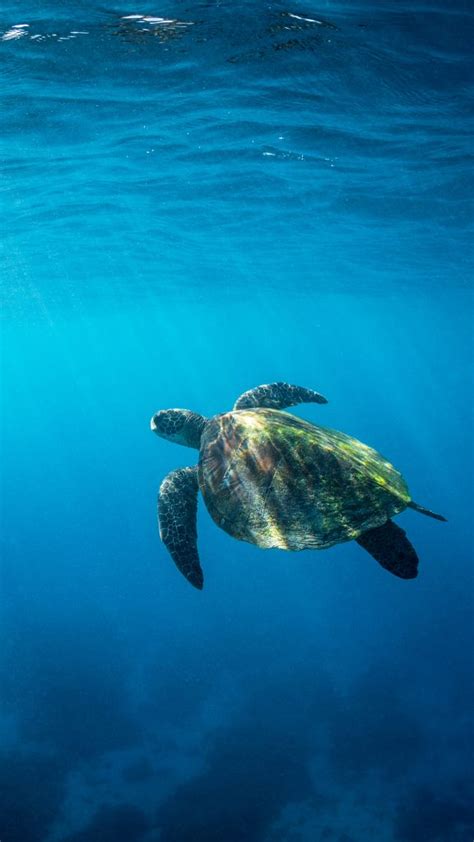 A Large Green Sea Turtle Ascends The Crystal Clear Waters Of The