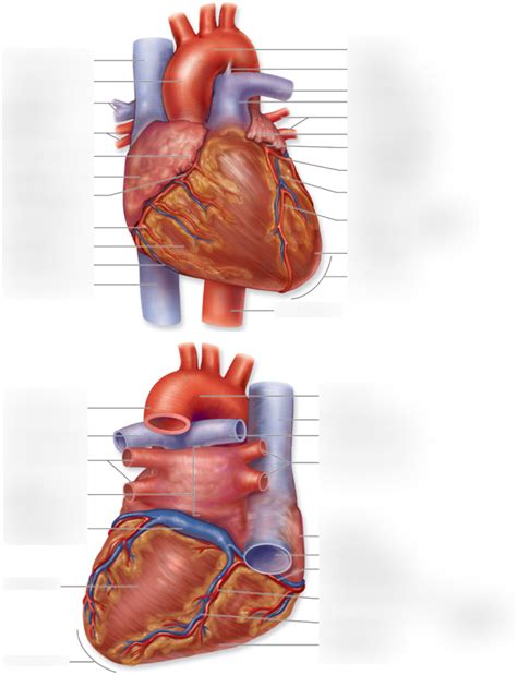 External Anatomy Diagram Quizlet