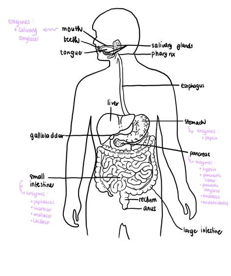 Solved Obtain A Body System Graphic Organizer And Label It